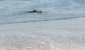 race point beach in provincetown, ma | cape cod national seashore