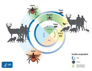 Ticks on Cape Cod: Safety tips, tick Identification guide & Lyme ...