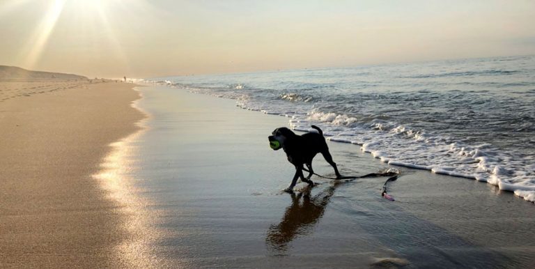 Best things to do in Cape Cod - capebeachdog