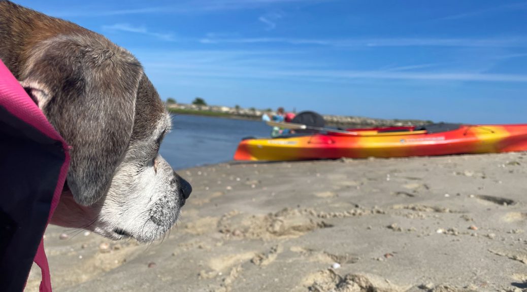 Kayaking on the Bass River: A Complete Guide - capebeachdog