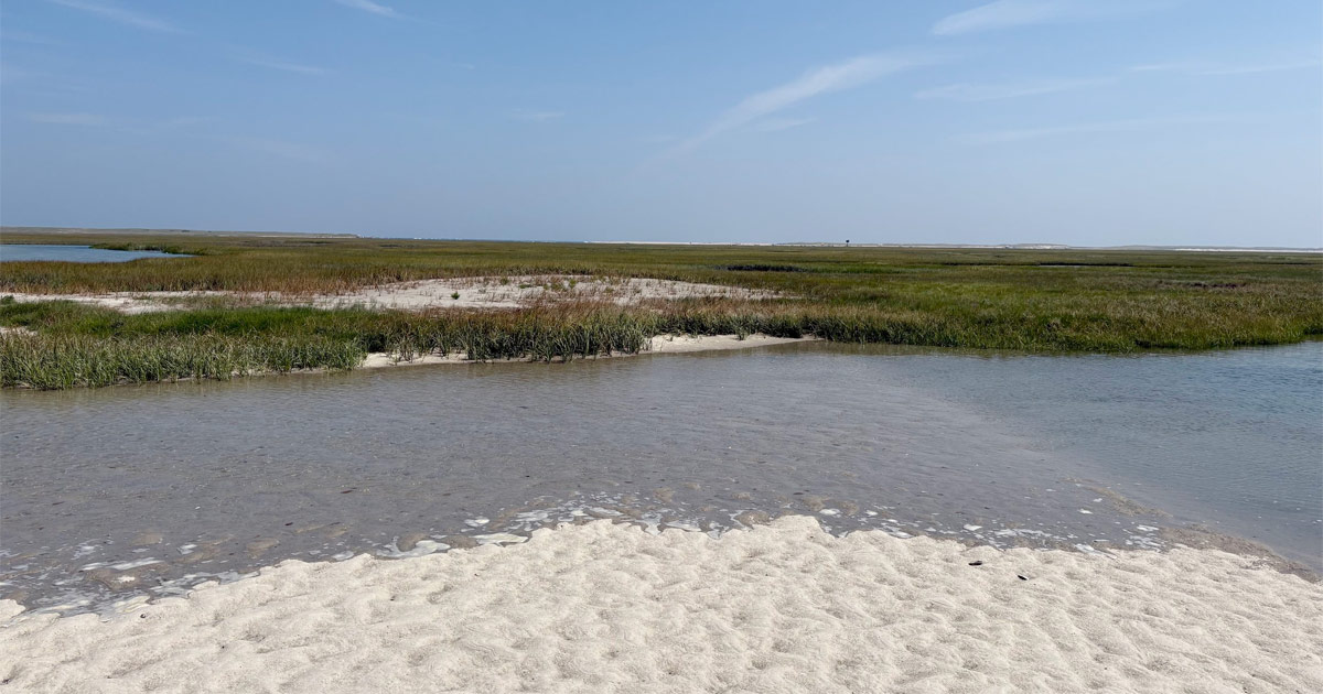 Kayaking Nauset Marsh from Salt Pond: A Beginner's Guide - capebeachdog